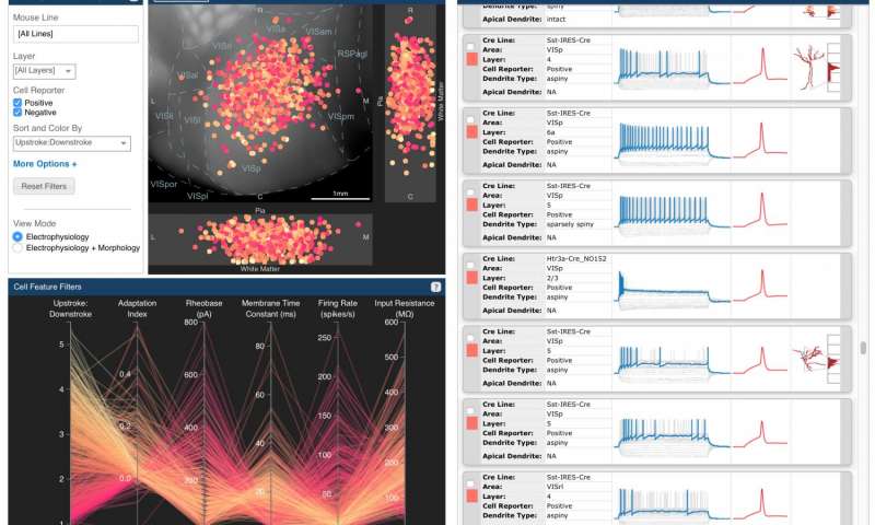 Our Parkinson's Place: Allen Cell Types Database updated with new data ...