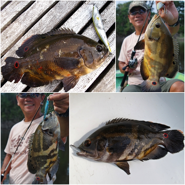 ANGLING WORLD 魔魚釣界: Adventure Fishing @ Amazonia Rio Negro