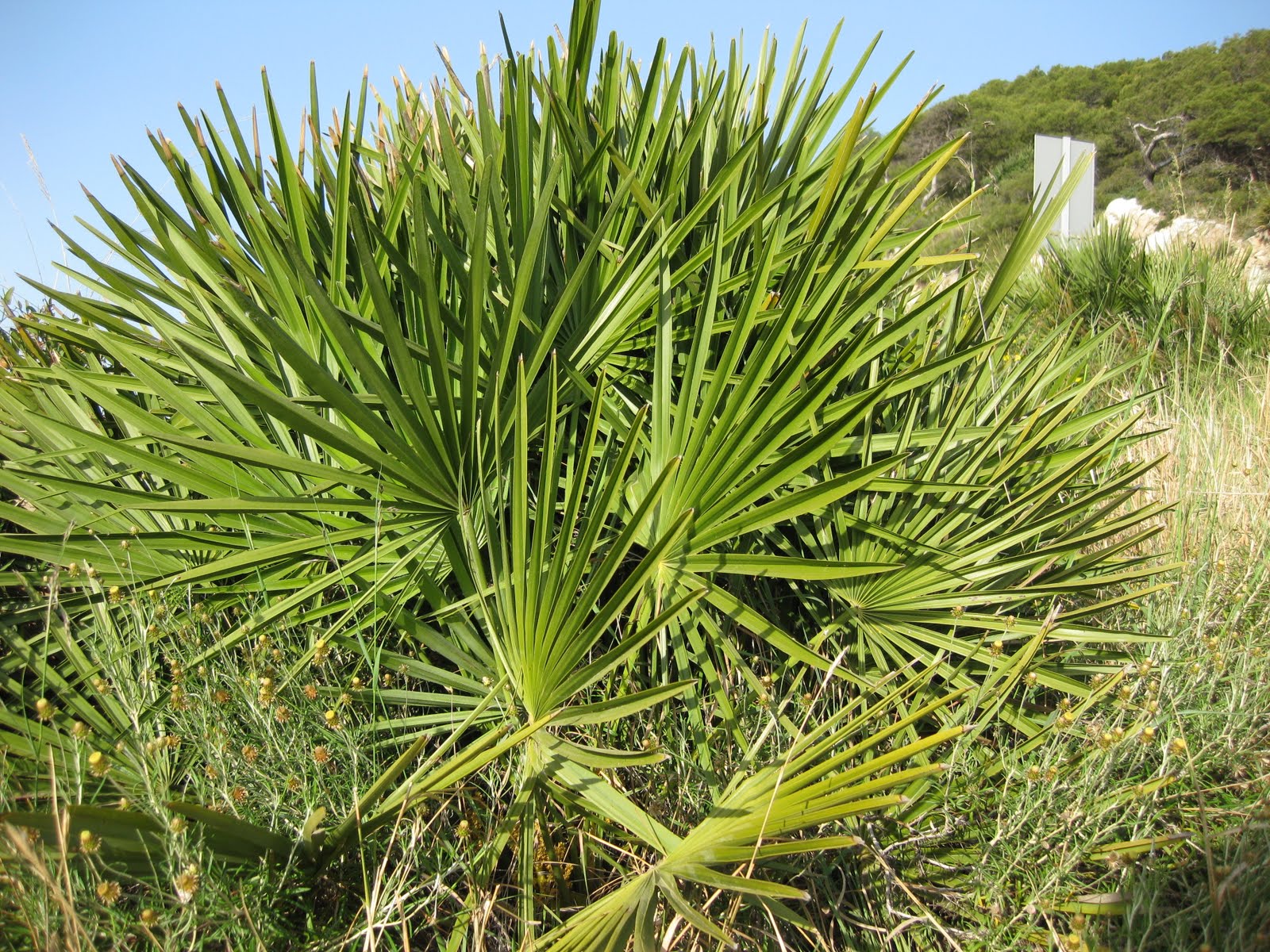 FLORS I PLANTES QUE JO HE VIST: EL MARGALLÓ