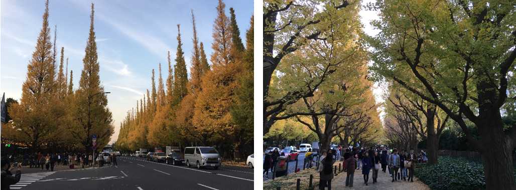The Changing Colour of the Leaves, Ginkgo Trees, and Poisonous Nuts