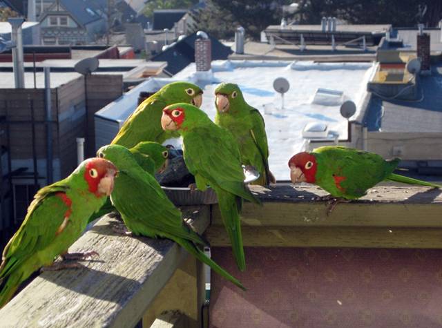 Info-Junction Blog: 10 Animals You Can Find In Unexpected Places