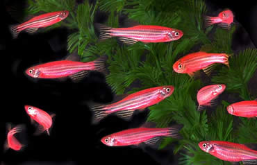 Shamudra Bilash: Danio, Shark & Barb Fish