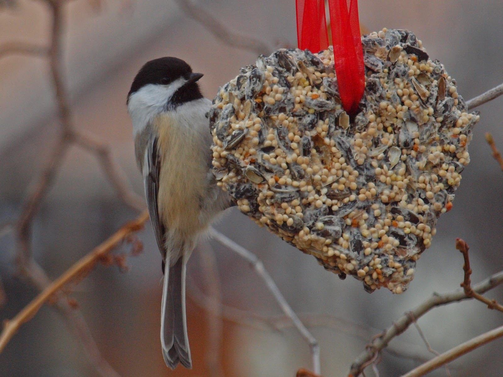 Birding Is Fun!: This Week's Best in Bird Blogging #12 - Christmas Eve ...