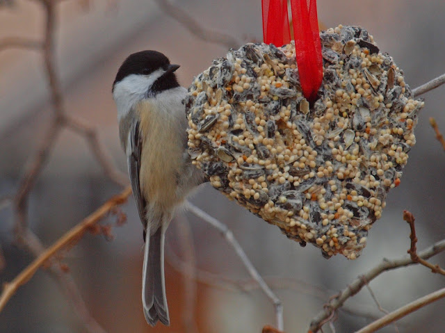 Birding Is Fun!: This Week's Best in Bird Blogging #12 - Christmas Eve ...