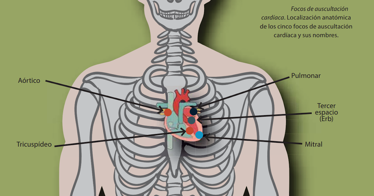 Cardiologia: Ruidos y focos de auscultacion cardiaca