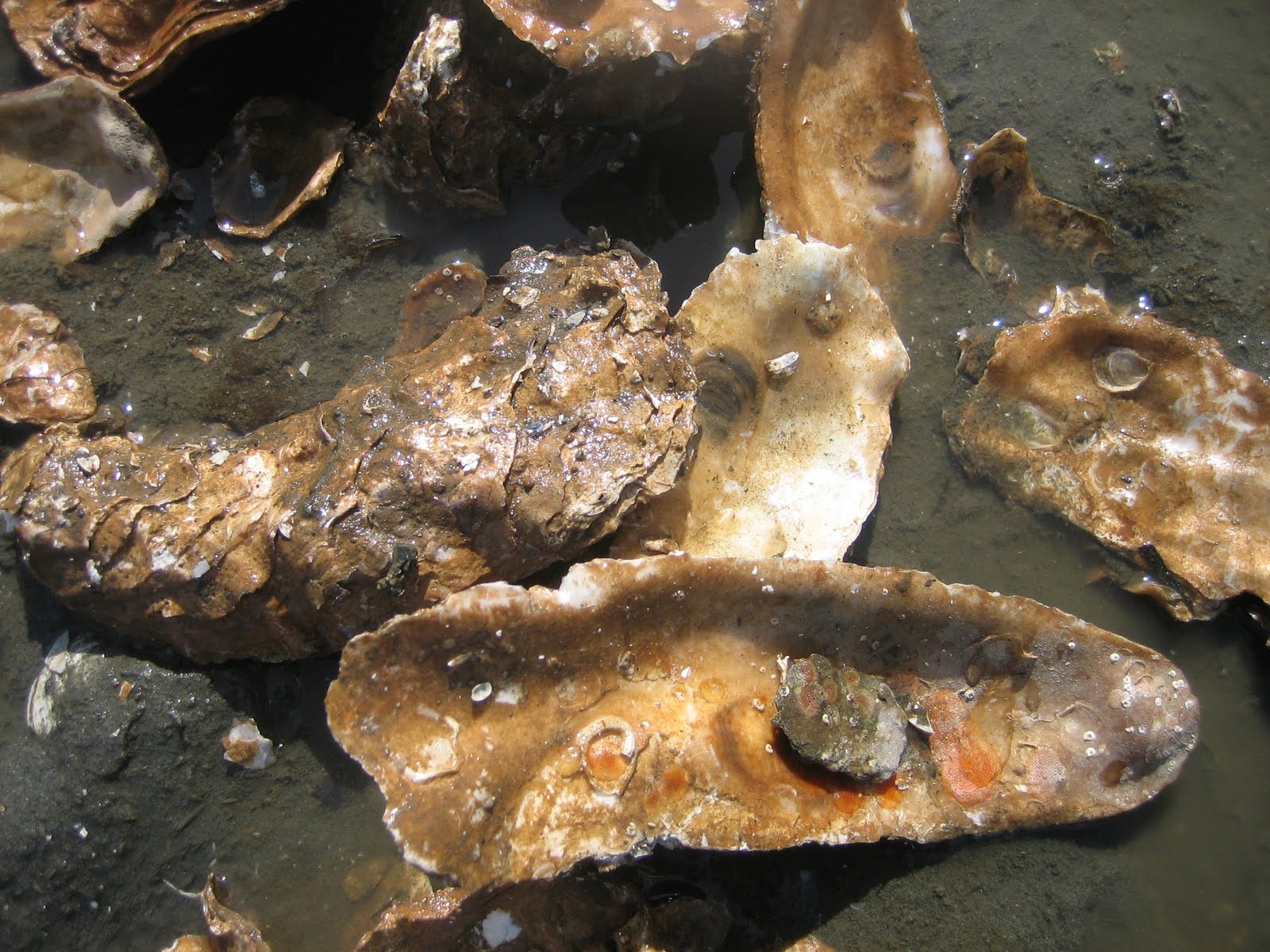 Rosie: 900,000 clams and 800 bags of oyster spat