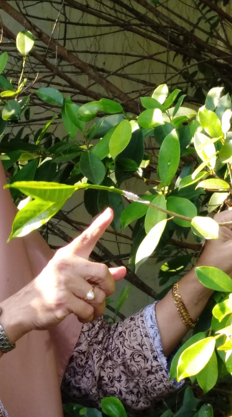 PROPAGATION AND PLANT MANAGEMENT: MINGGU KETUJUH - CANTUMAN BAJI DAN ...