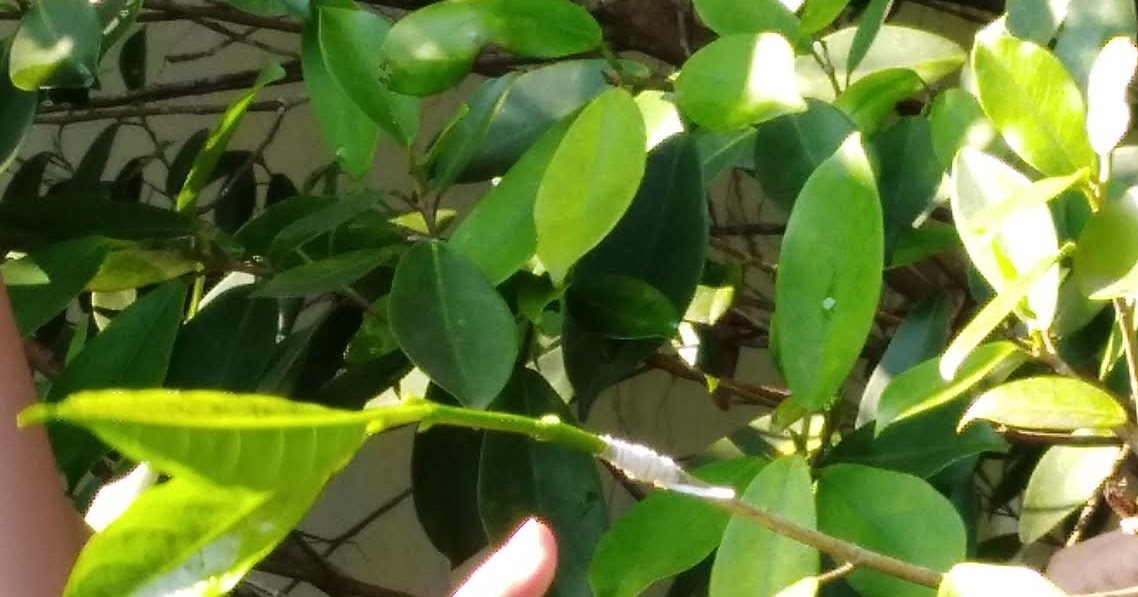 PROPAGATION AND PLANT MANAGEMENT: MINGGU KETUJUH - CANTUMAN BAJI DAN ...