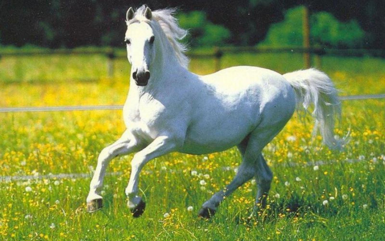 Poze Cai Horses Wallpapers: Poze Cai de rasa horses