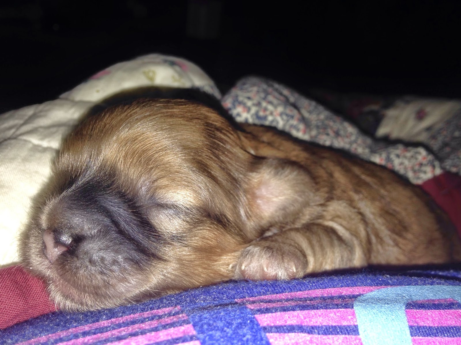 The Original Merle Shih Poo