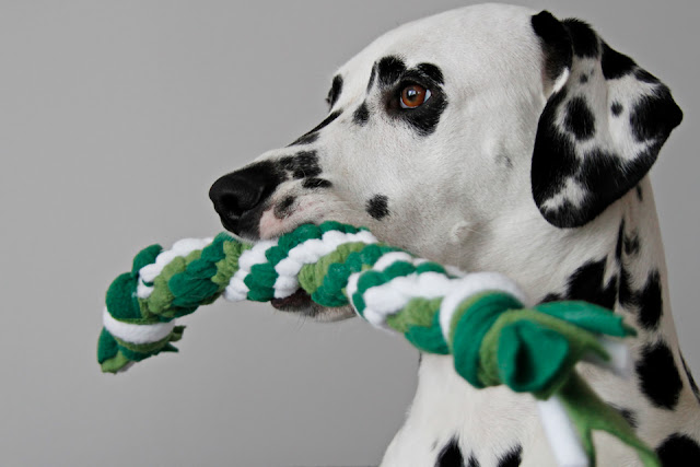 Dalmatian DIY DIY St Patrick s Day Woven Fleece Dog Tug Toy Ideas Dalmatian DIY DIY St Patrick s Day Woven Fleece Dog Tug Toy Ideas