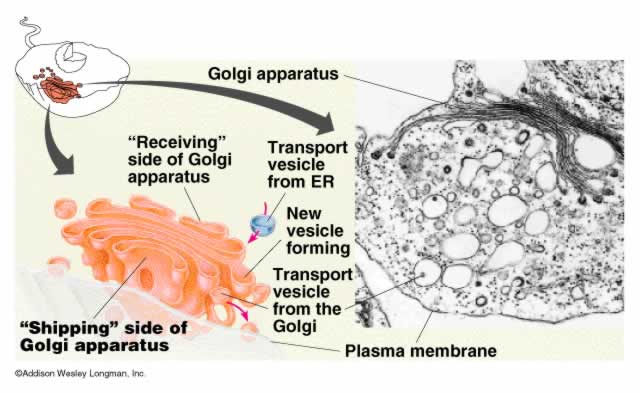 A Biologia da Célula: Complexo Golgiense
