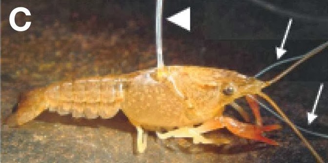 pmuellerlab: Non-invasive imaging of neuroanatomical structures and ...