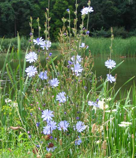 LJEKOVITO BILJE I LIJECENJE BILJEM: LJEKOVITO BILJE: Konjogriz ...
