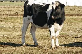 Persyaratan Lokasi Ternak Sapi Perah | ANALISA BUDIDAYA