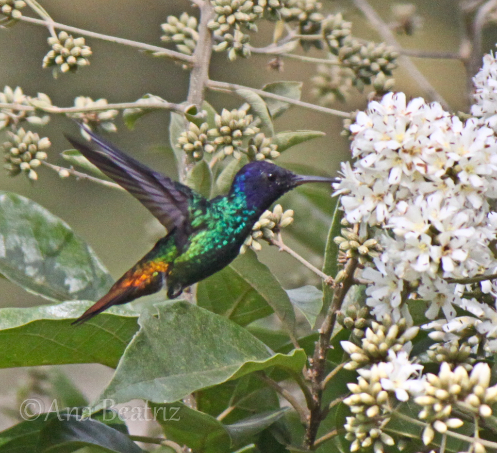 Aventura fotográfica: Colibri Cola de Oro (Golden-tailed Sapphire)