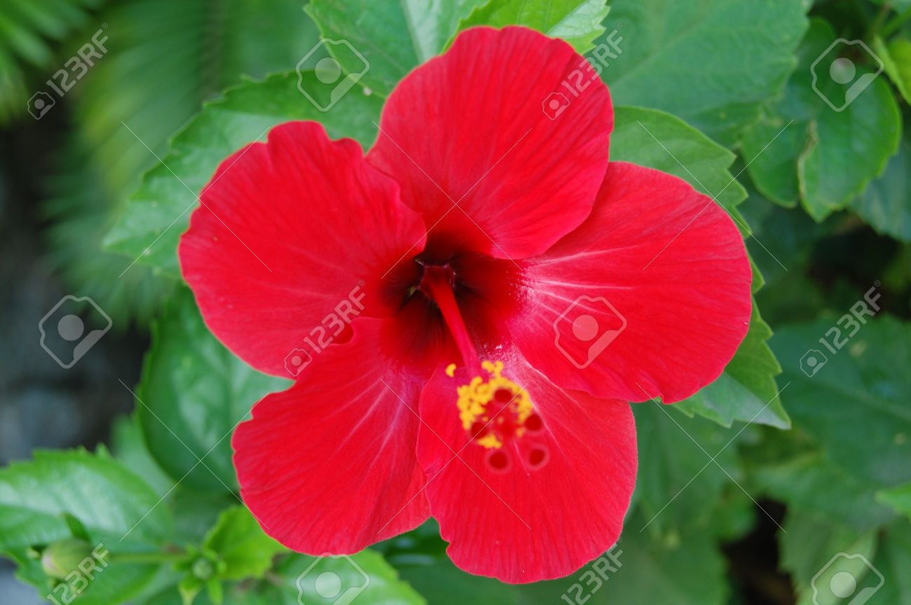 gumamela flower - philippin news collections