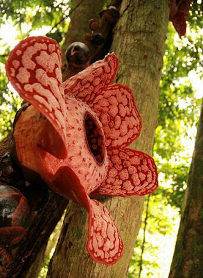 Rafflesia - Tree Directory