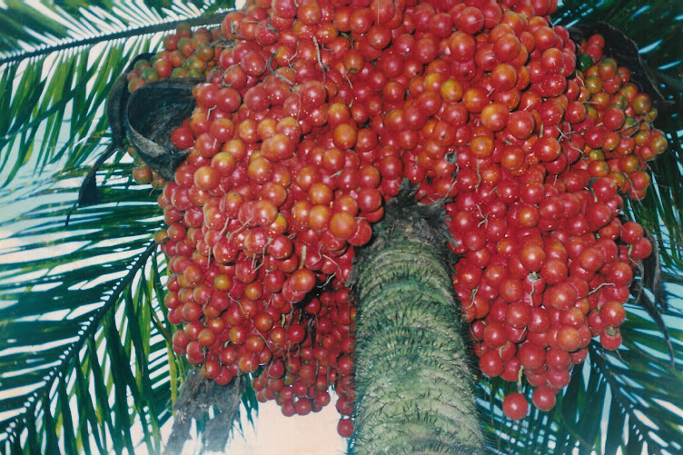 El Chontaduro... siembra, cuidado, cosecha, producción.