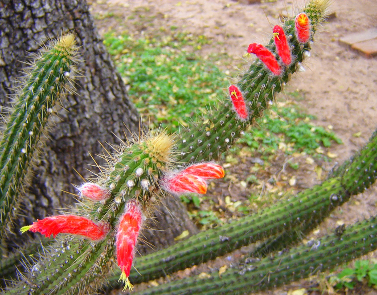 tutuna mituna: Cleistocactus / Cola de gato