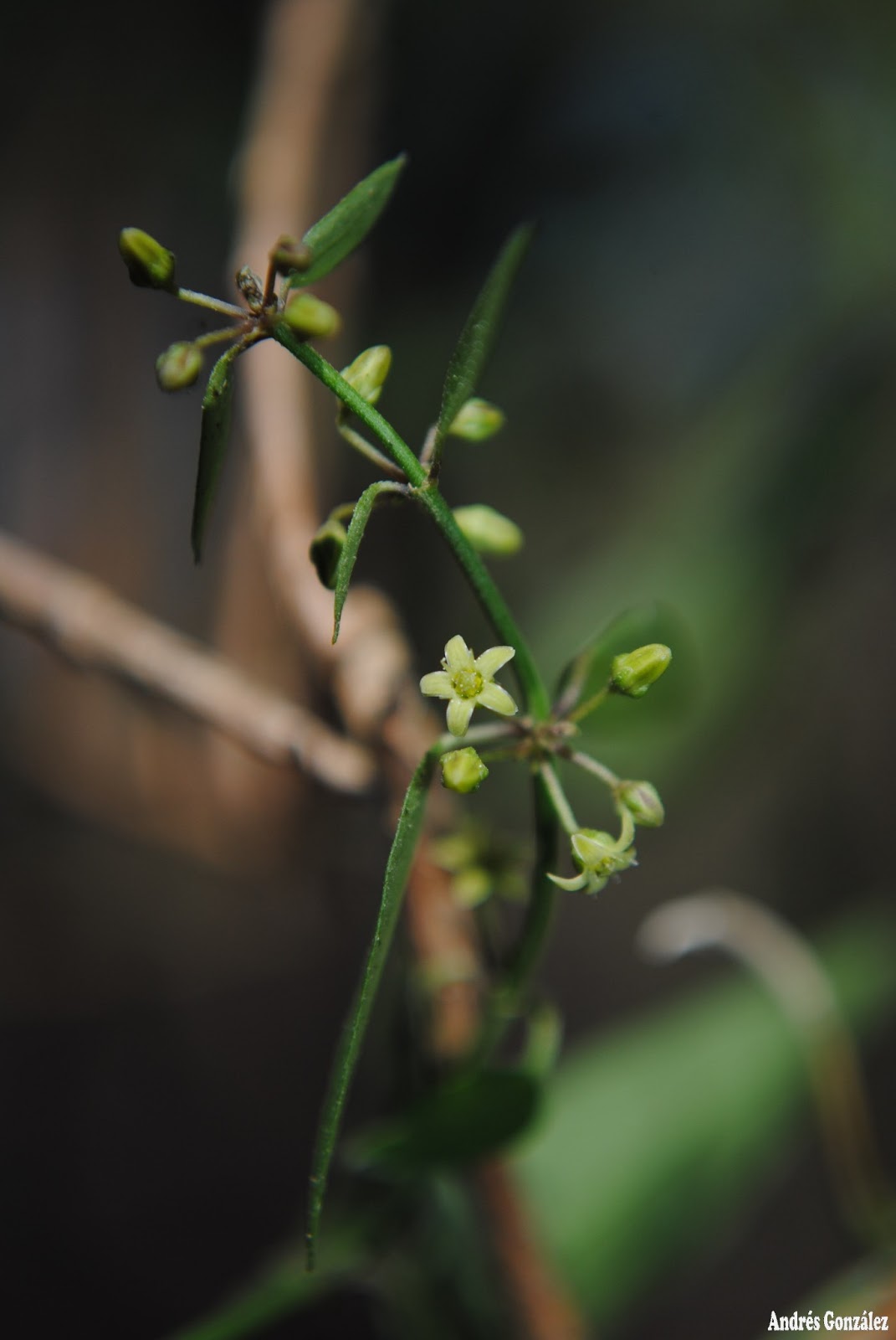 FOTOS DE FLORA NATIVA Y ADVENTICIAS DE URUGUAY : Orthosia virgata ...