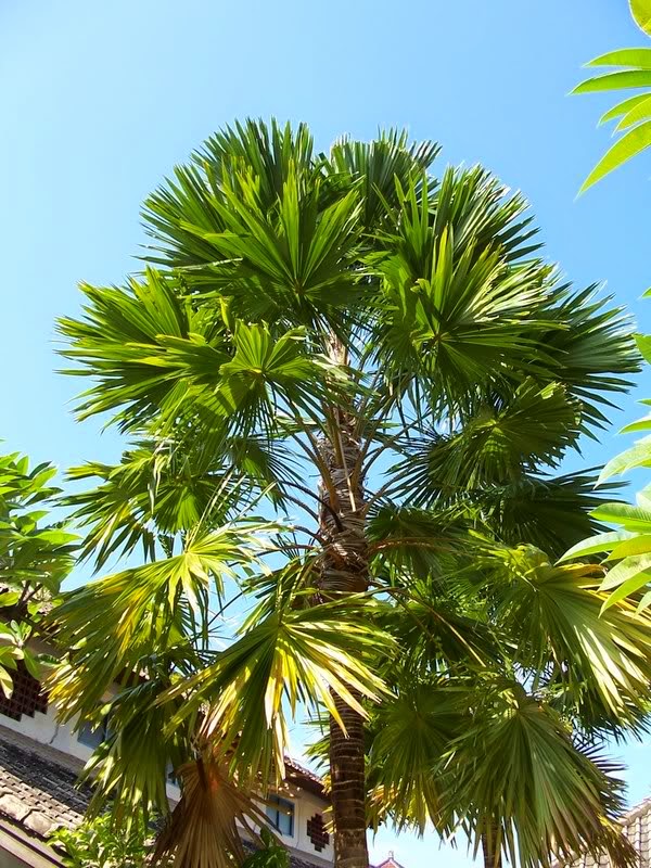 Jual Pohon Palem Kipas | Jual Macam-Macam Pohon Palem - CENTRAL TANAMAN