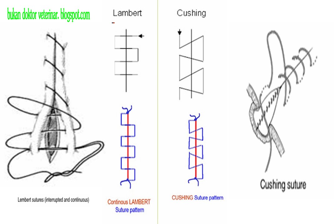 bukan doktor veterinar: Luka & Rawatan Asas Haiwan