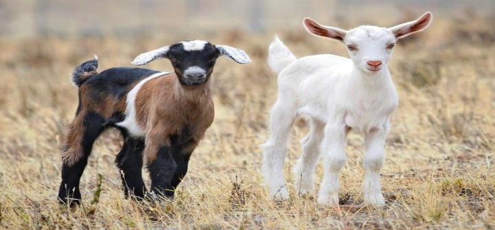 Goats and their Life as Interesting Facts Before You