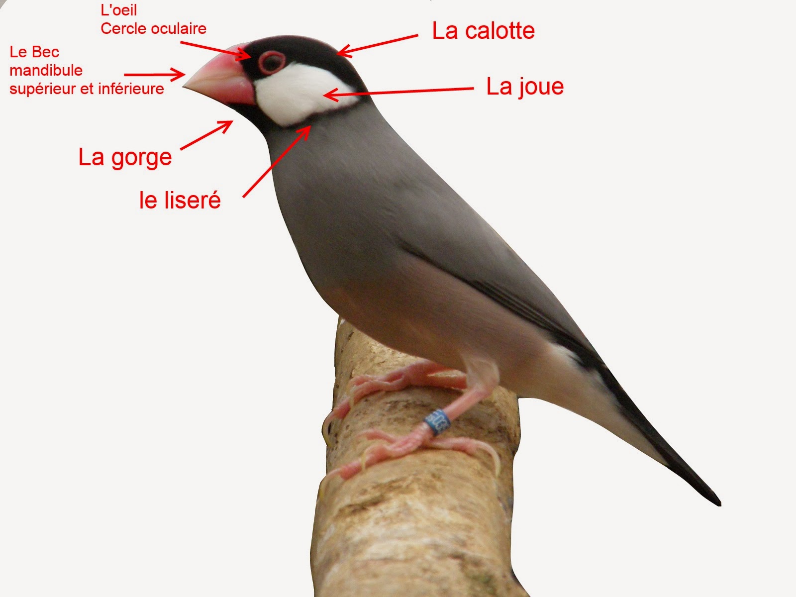 Le padda de java - Son comportement et ses caractéristiques