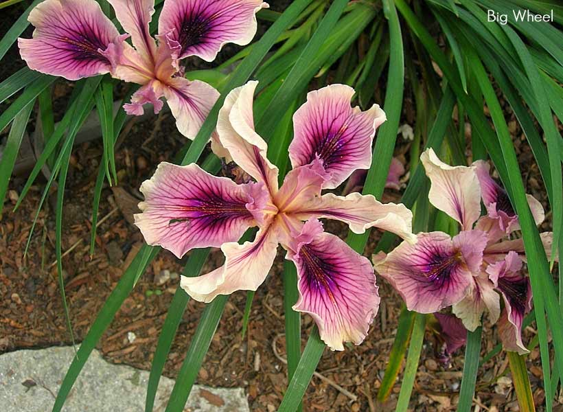 World of Irises: Garden Visit: Pacific Coast Iris at Leonine Iris ...