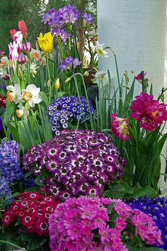 How to Plant Fall Bulbs