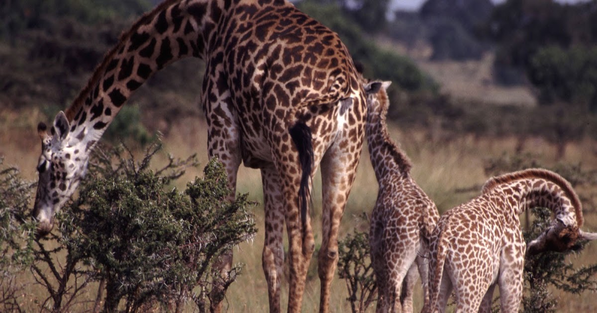 Giraffe Descprition And Facts