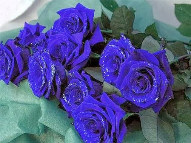 flores e paisagens: Rosa azul nasceu!