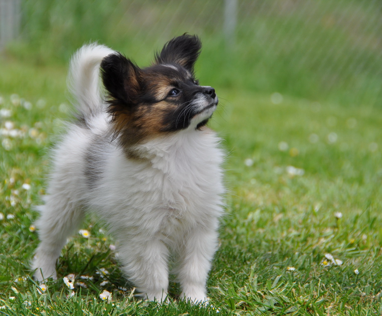 Road's End Papillons : Available Papillon Puppy
