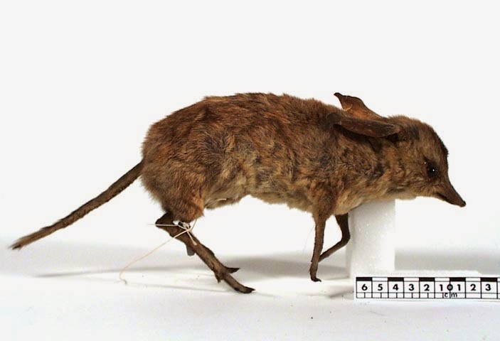 Bandicoot de pies de cerdo (Chaeropus ecaudatus)