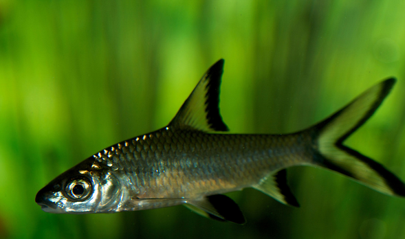 All Freshwater Species, Bala Shark Species Profile - Magazine Fish