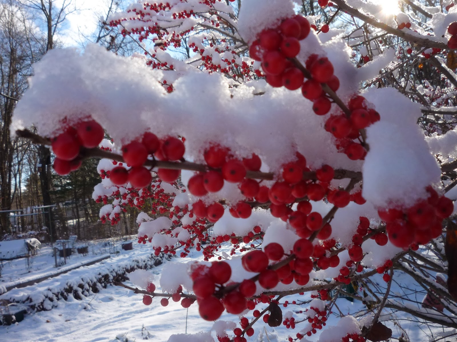 Vermont Weather: First snow | Litter with a Story To Tell