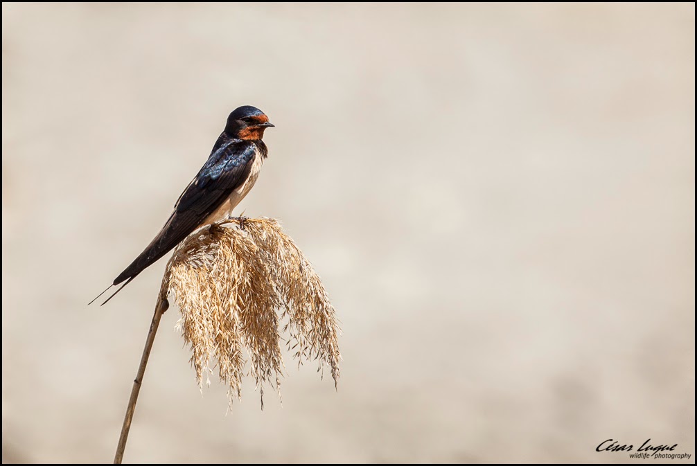 Fotografía y Conservación: Golondrina Común (Hirundo rustica)