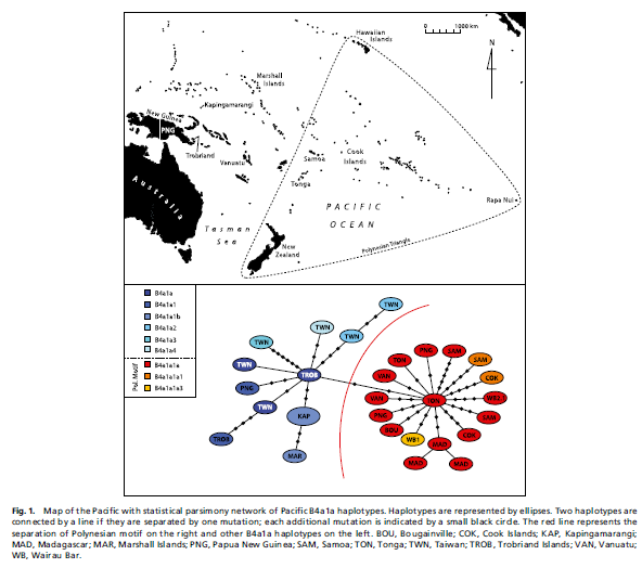 For what they were... we are: Ancient Maori mtDNA