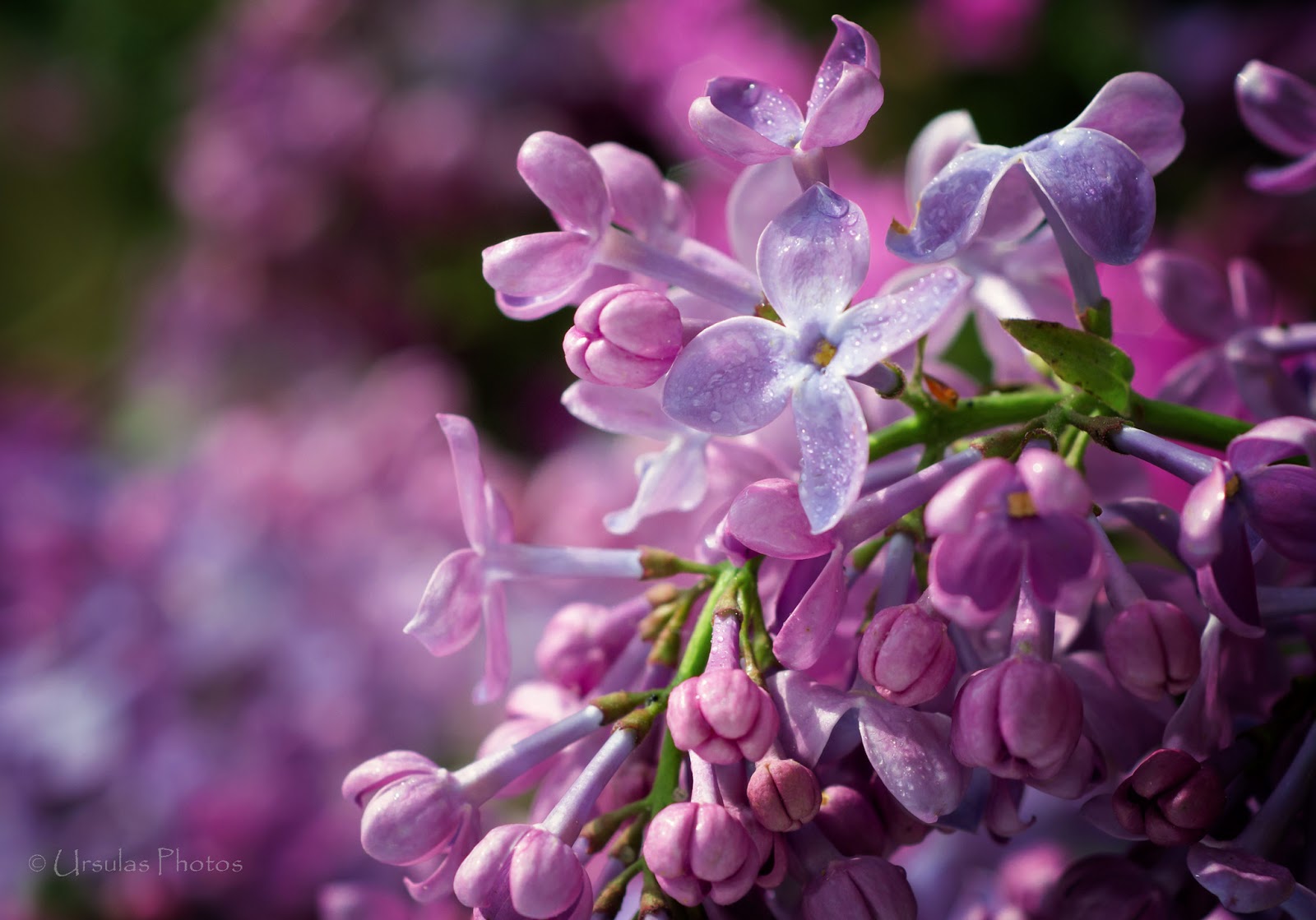 Garten Bilder: Der Gemeine Flieder