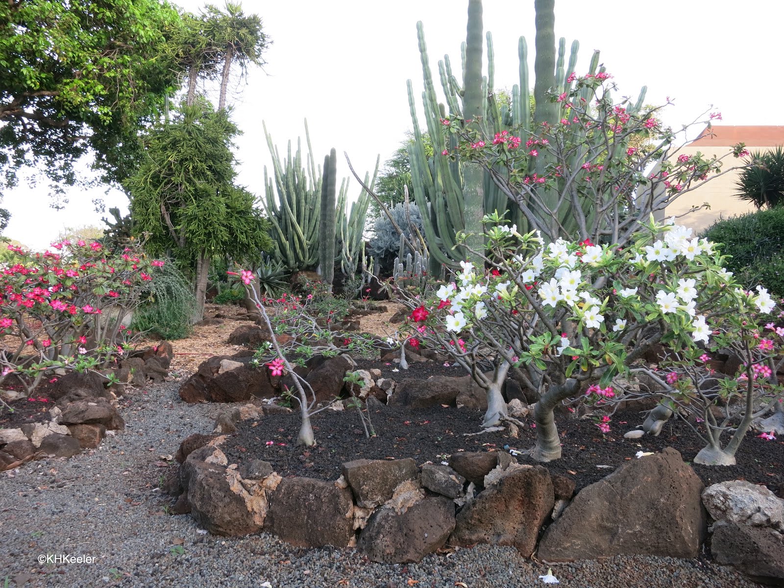 A Wandering Botanist: Visiting Hawaii--Cactus Garden in Honolulu