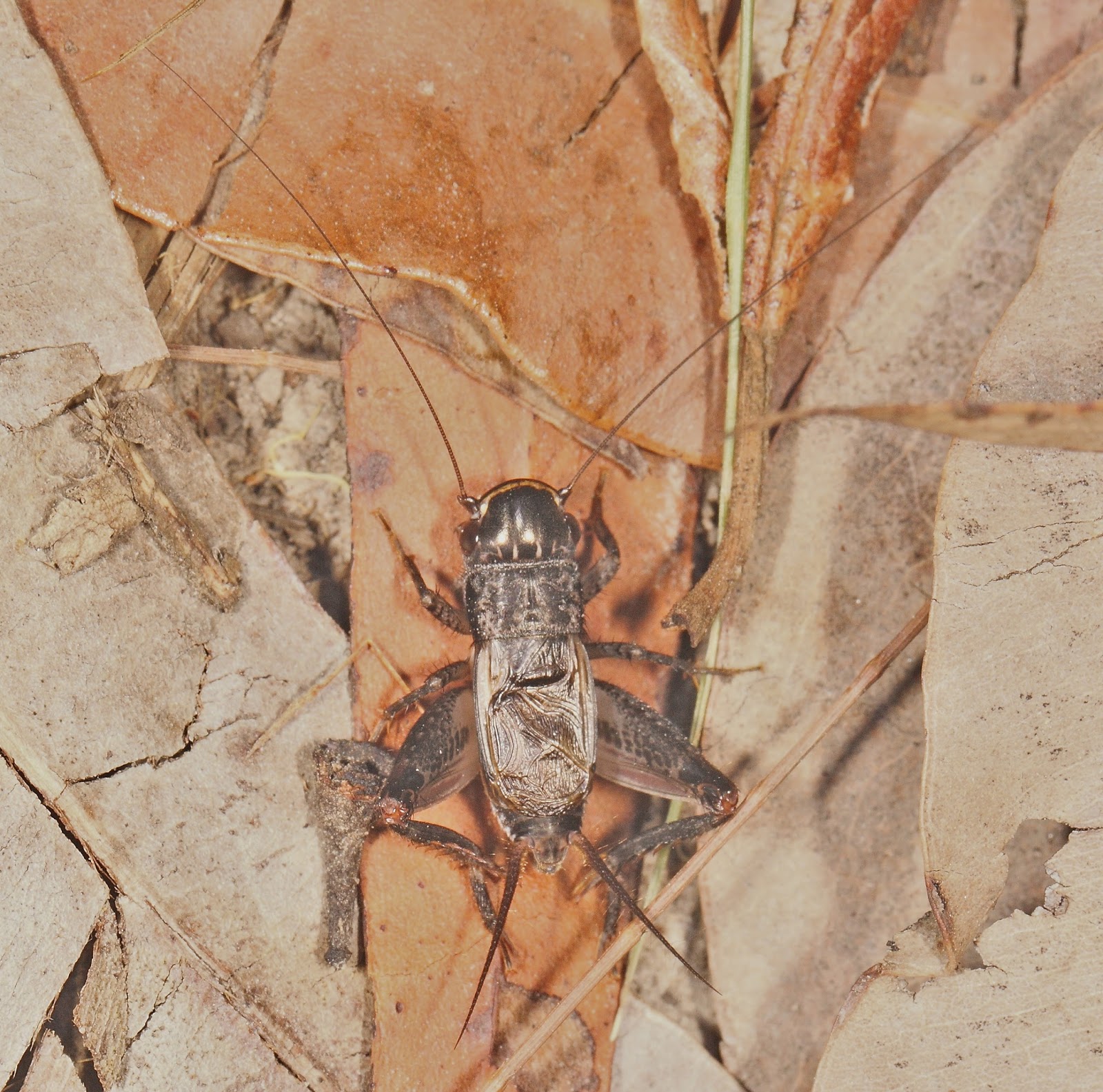 BunyipCo: April 2018