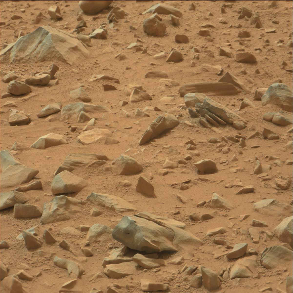 Curiosity revela imagens da vida em Marte, NASA nega tudo! ~ MUNDO EM ...