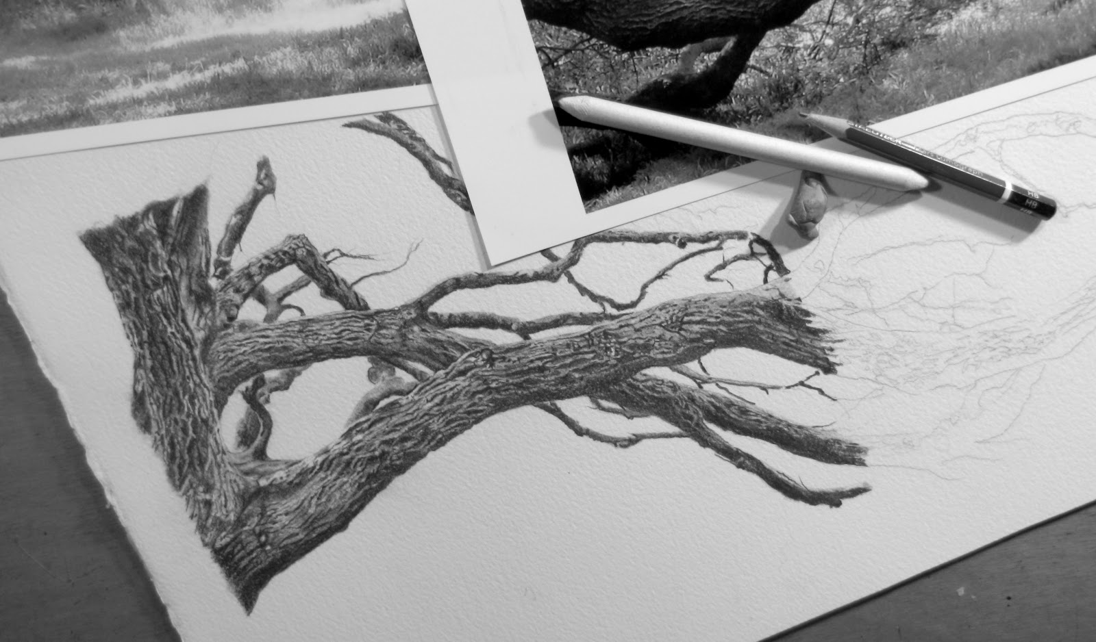 Kathryn Hansen SAA CPSA graphite and colored pencil drawings: oak tree ...