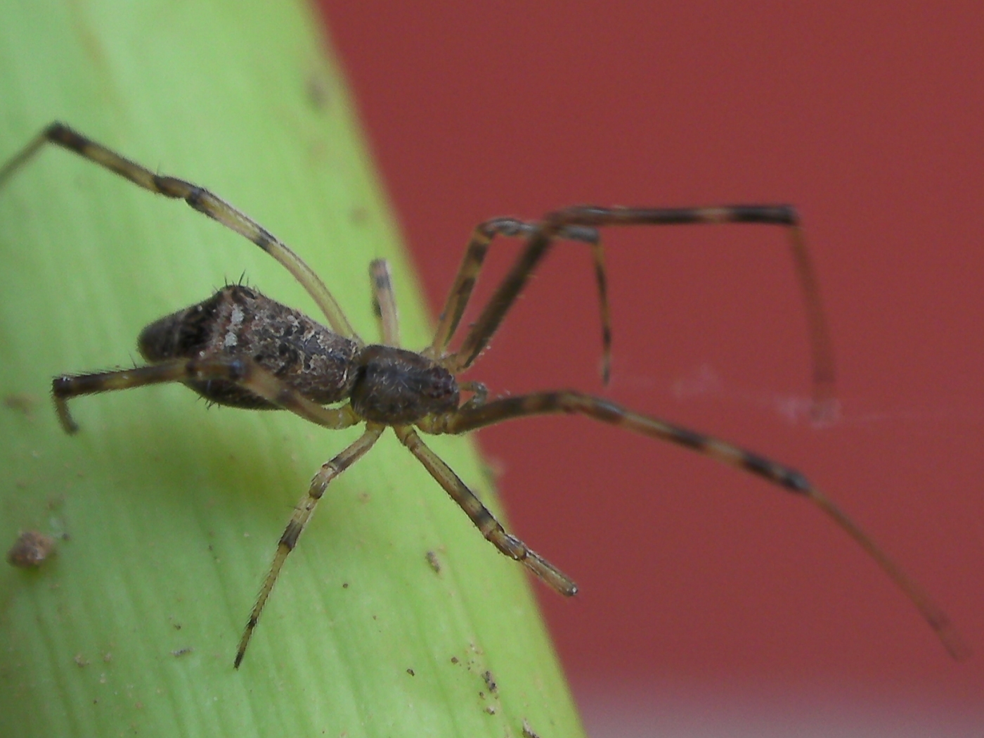 Quaoar Power Zoo: cobweb spider (Neopisinus sp.) - Montezuma, Costa Rica