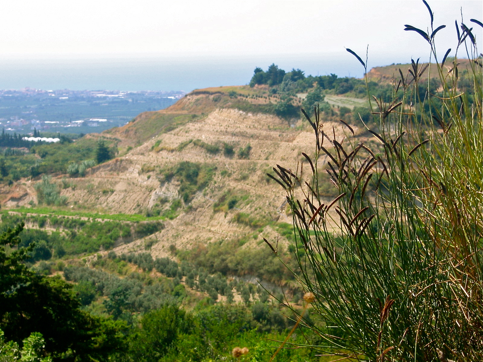 Lao Ren Cha - 老人茶: Home Mountain: Musa Dagh