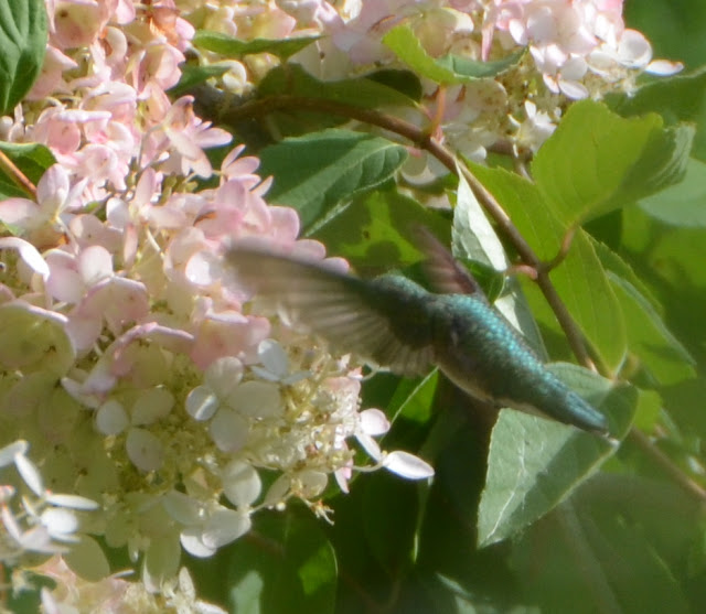 Flower Hill Farm: Ruby-throated Hummingbirds Within the Late Summer Garden