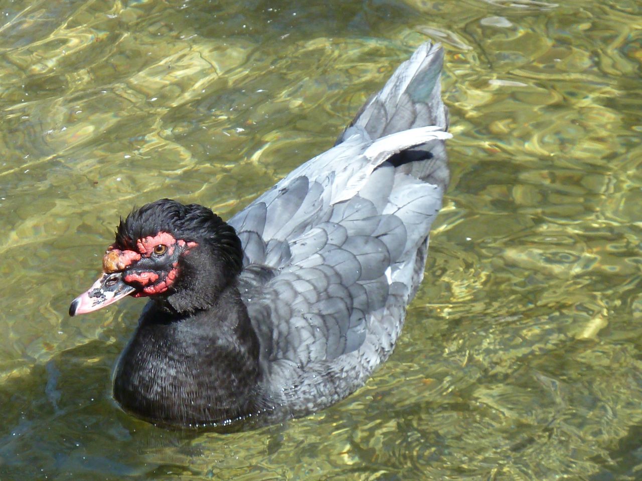 SightLines: ugly duck