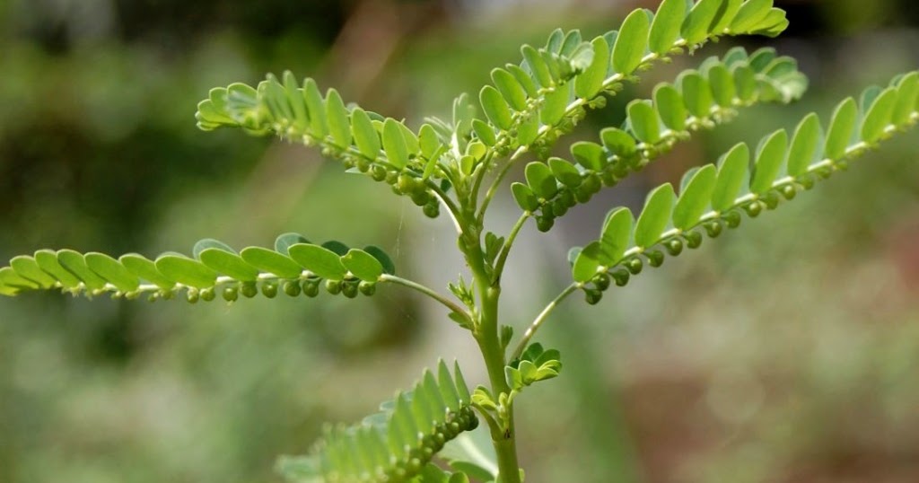 khasiat daun meniran - Binahon blog | Blog kesehatan mitos budidaya