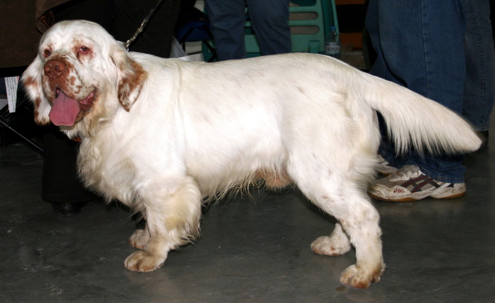 All Wildlife Photographs: Clumber Spaniel | Facts Information & New ...